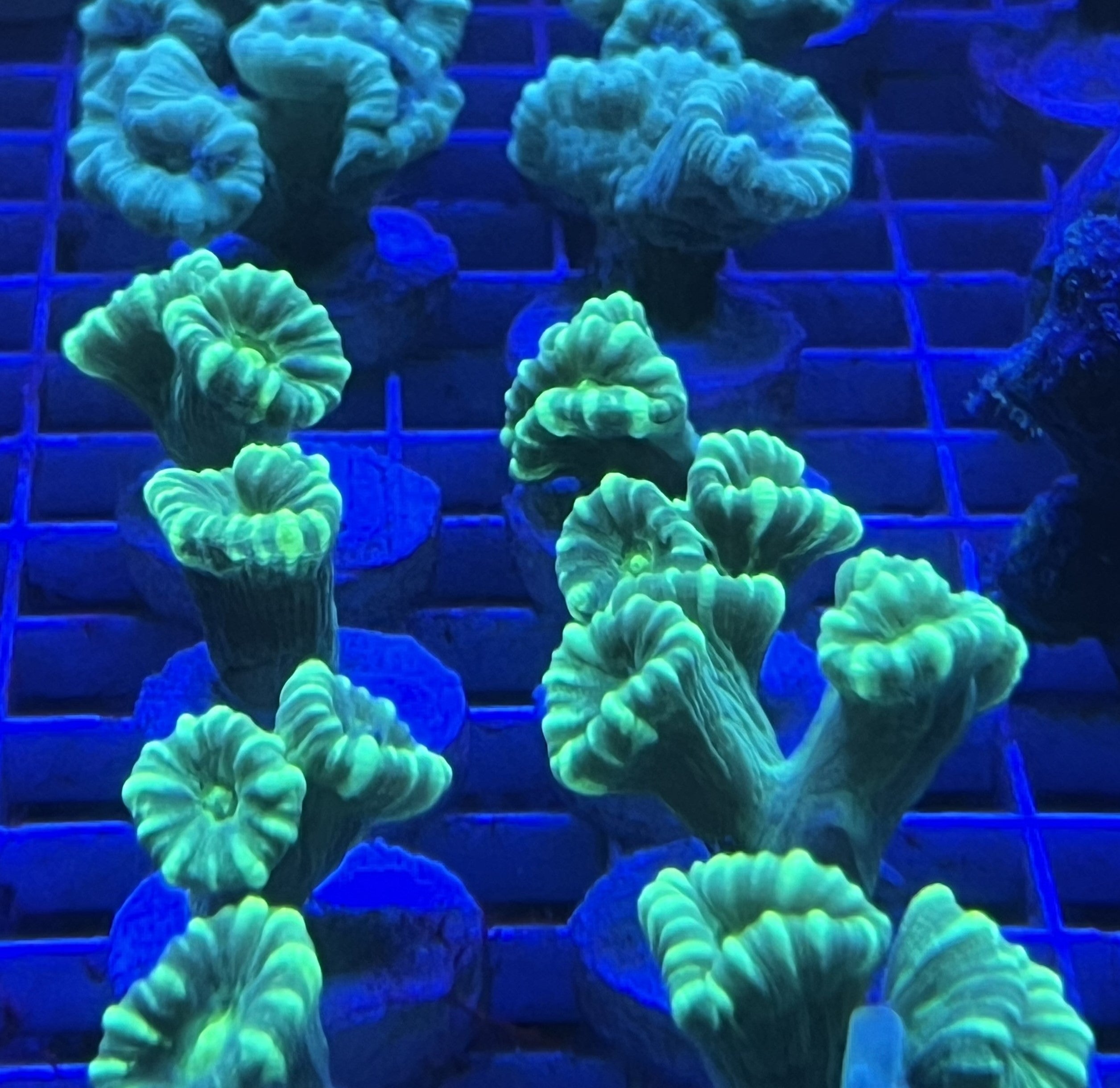 Candy cane coral Caulastraea Neon Green